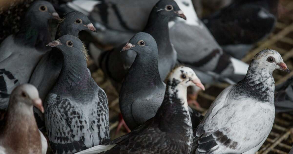Expoziţie de porumbei voiajori în parcul Muzeului Ţării Crişurilor. Va ...