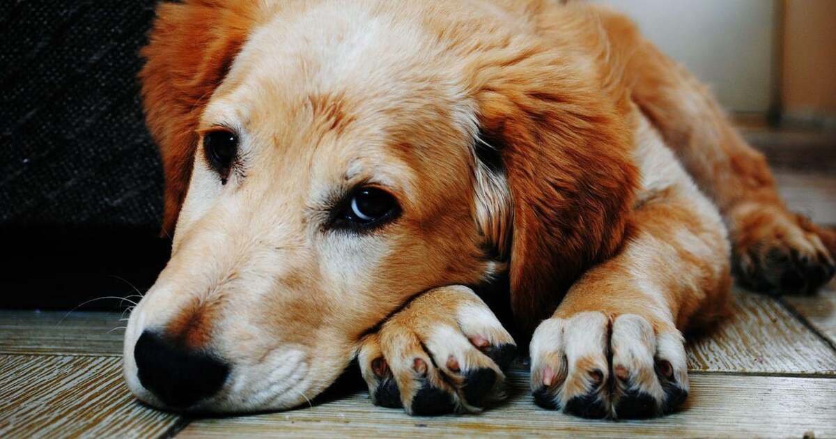 Bărbatul care a spânzurat un câine la comanda stăpânului animalului ...