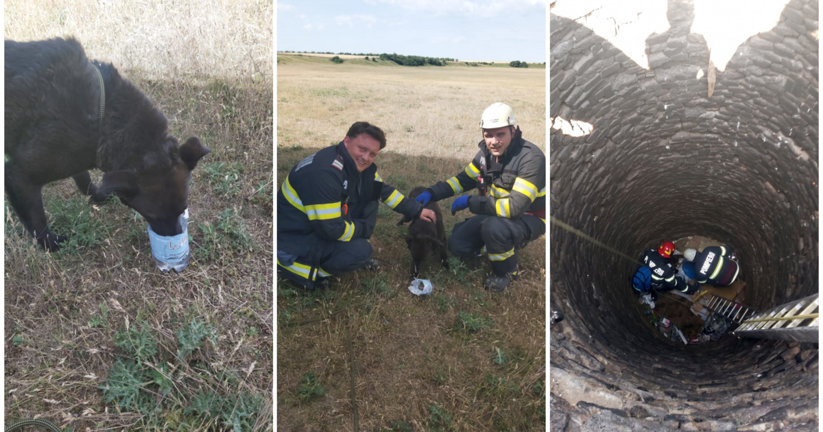 Câine salvat de pompierii bihoreni dintr-o fântână dezafectată aflată ...
