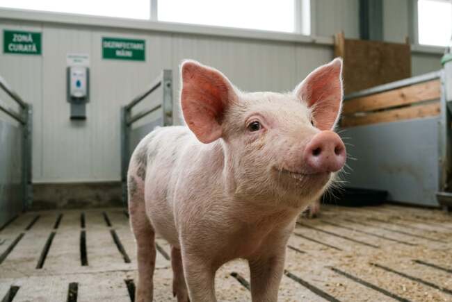 Sprijin financiar pentru crescătorii de porci: ce sume pot obține ...